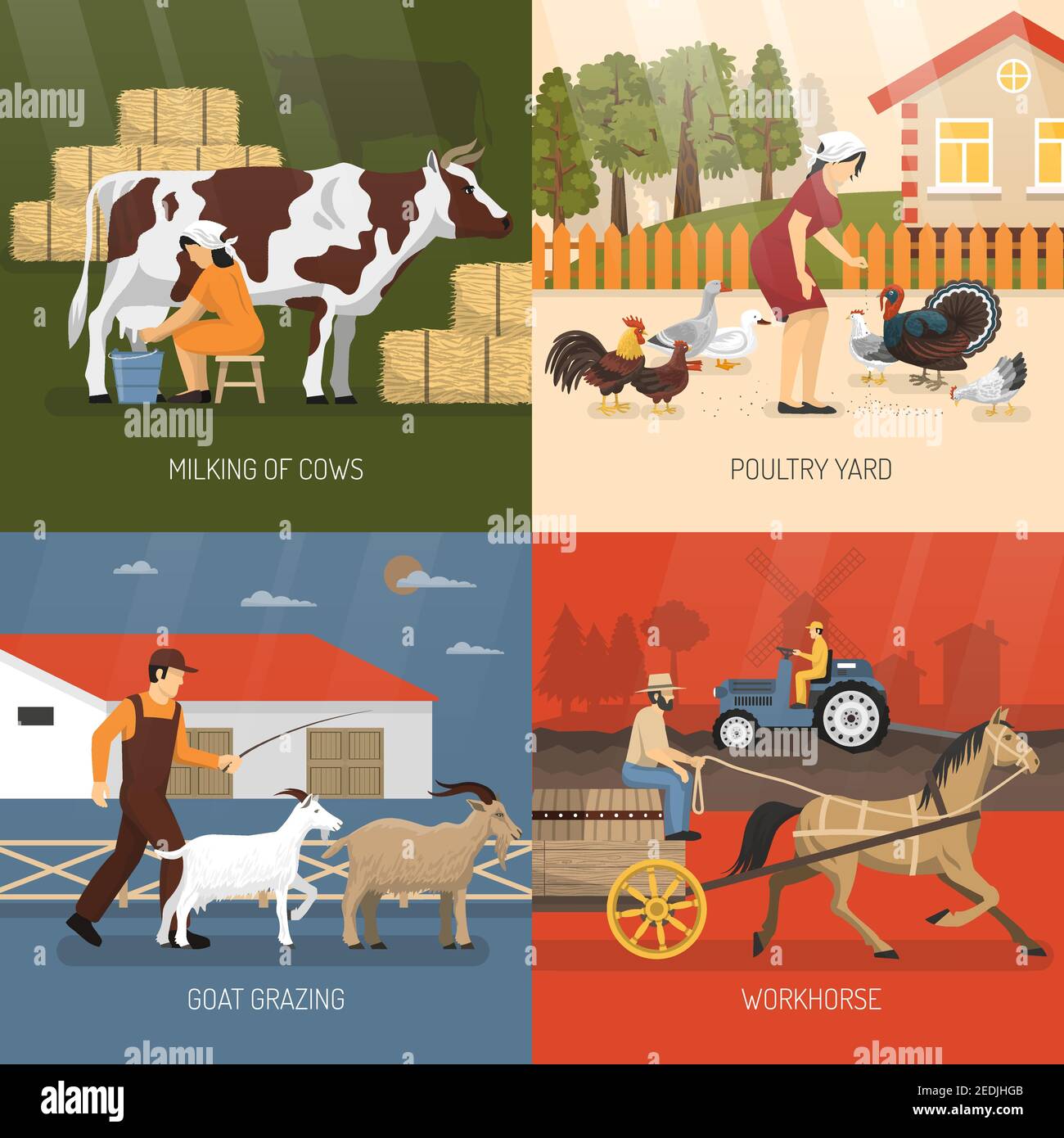 Farm animals design concept with four square icon set and milking of ...