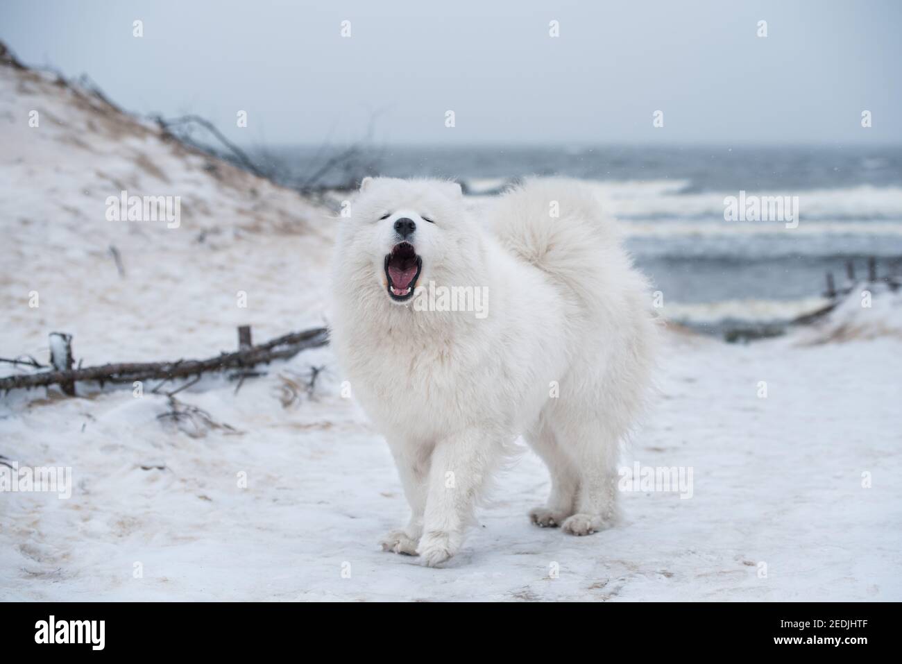 Nice Samoyed white dog is bark on snow sea beach in Latvia Stock Photo ...