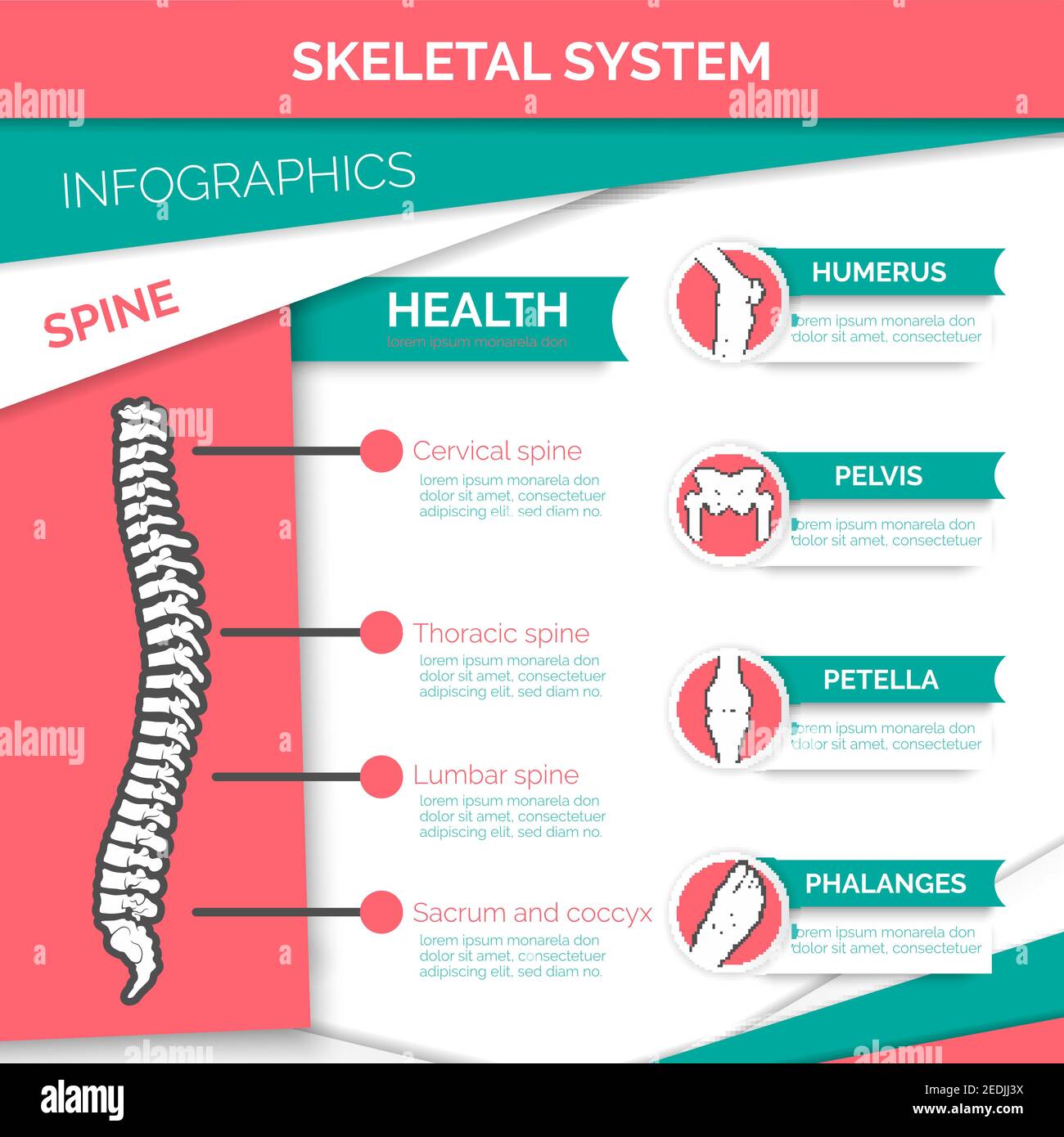 Human skeletal system infographics design. Healthy spine with marked ...