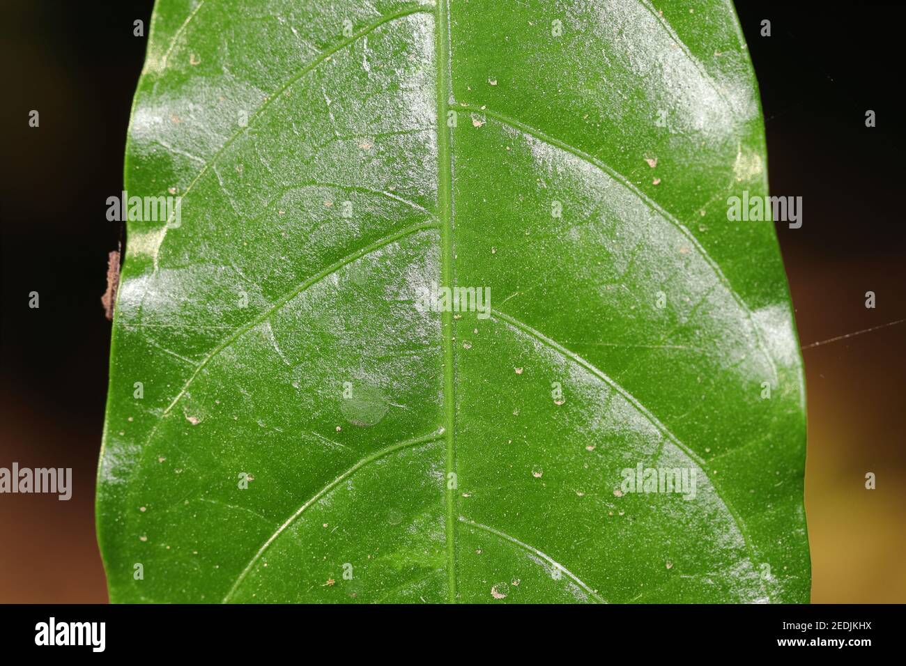 Beautiful texture and pattern background of leaf of green tree or plant ...