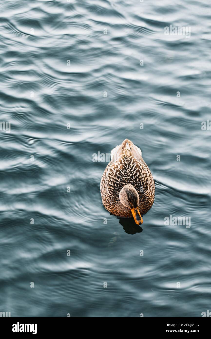 A duck calmly swims on the water to the nest - aquatic fauna is a ...