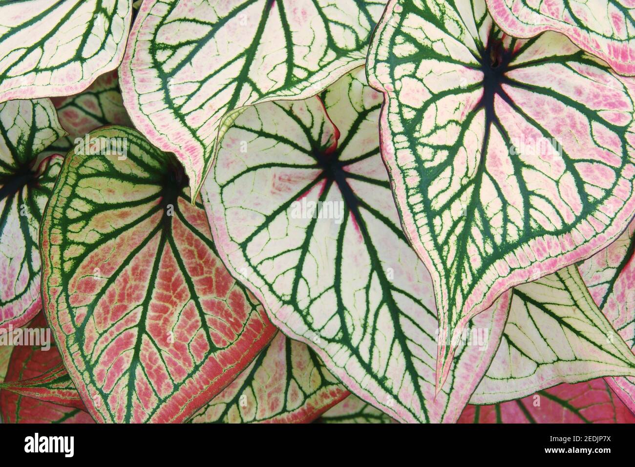 Tropical Foliage Pink Leaves Green Veins of Caladium Plant as Natural ...