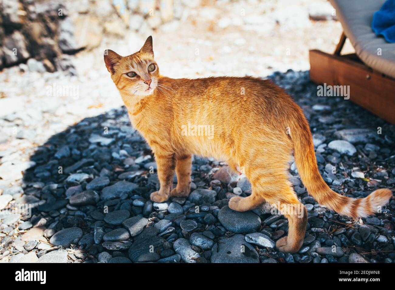 Cute cat basking in the sun hi-res stock photography and images - Alamy