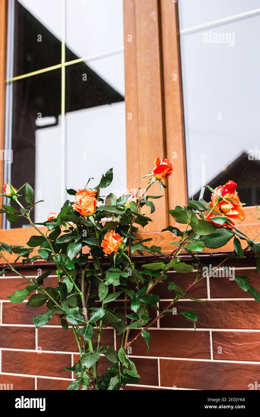 Flowers under the window - a street flower garden with rose bushes ...