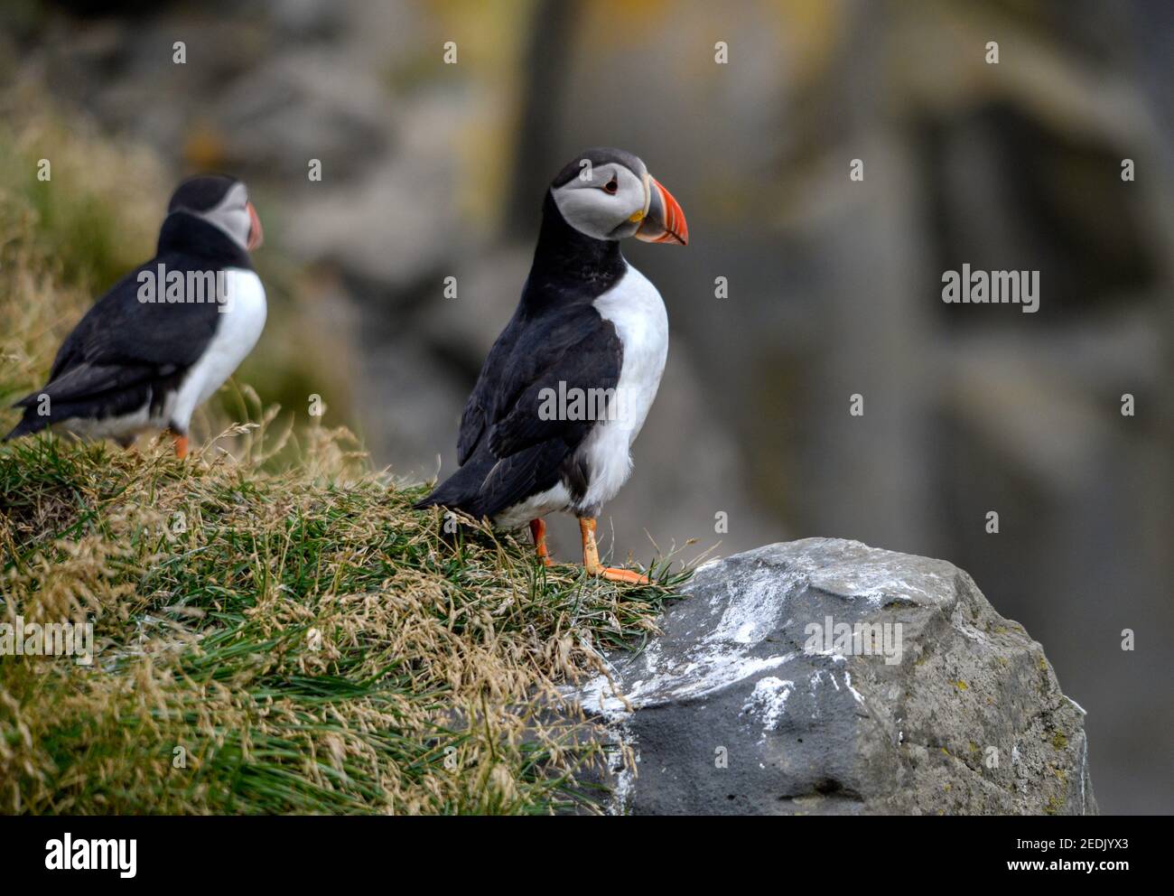 The Atlantic puffin, also known as the common puffin Stock Photo - Alamy