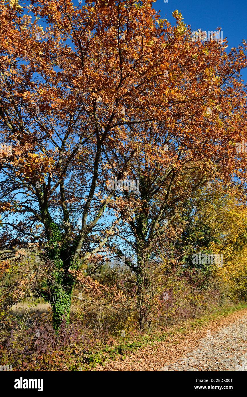 Moimacco hi-res stock photography and images - Alamy