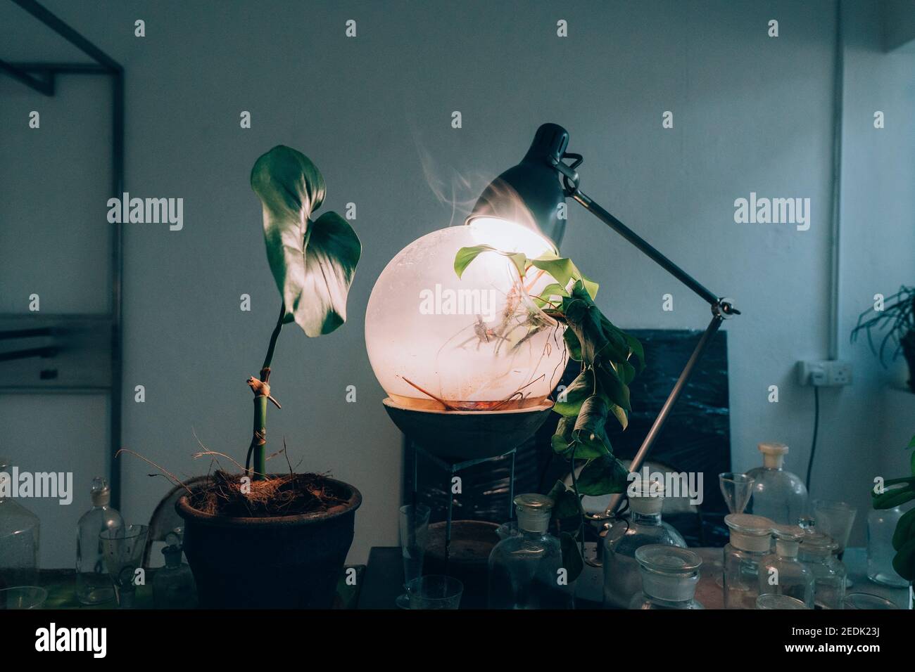 Light of the table lamp shining the green plants in the round container ...
