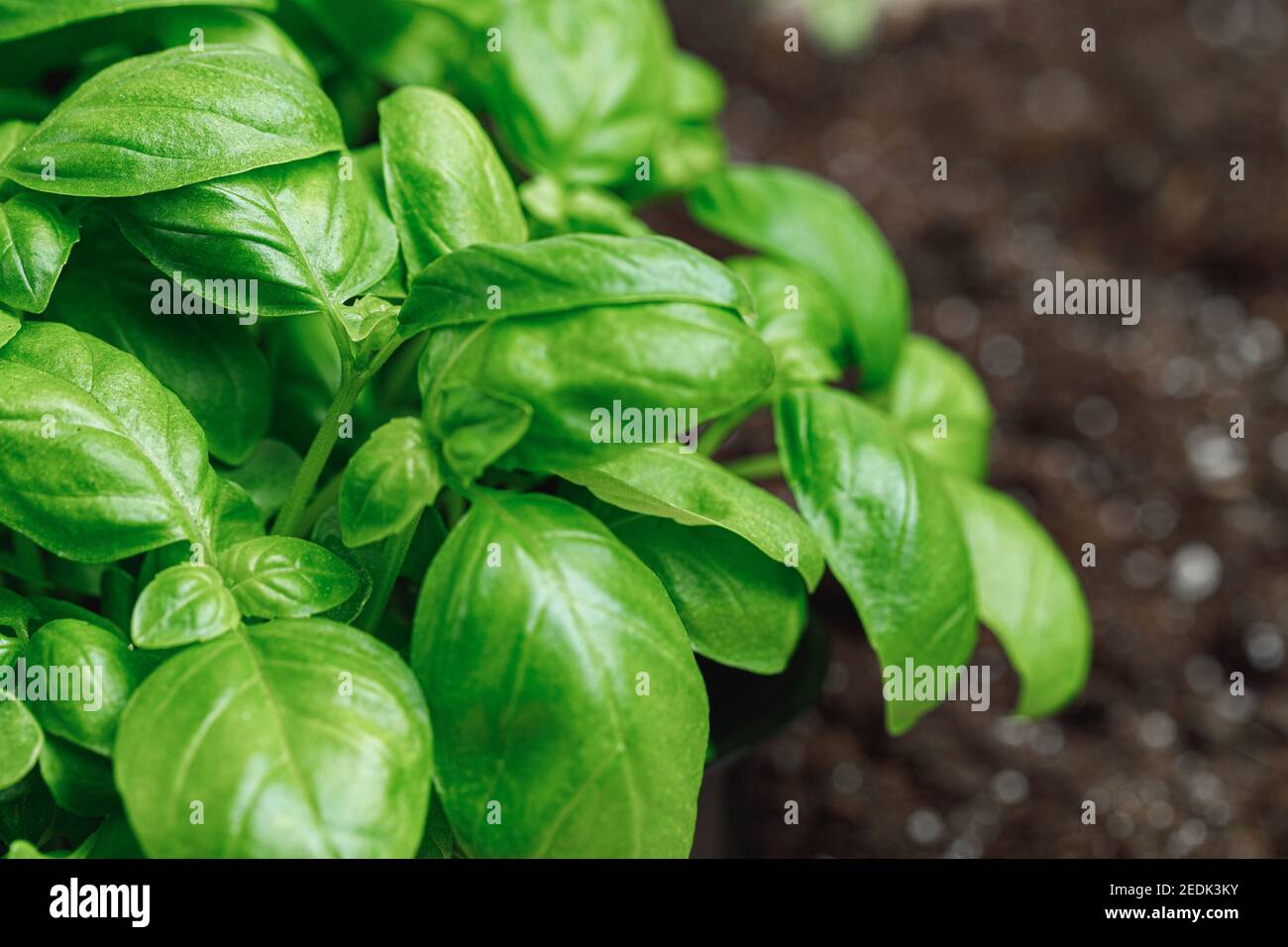 Growing leaves of micro green plant macro Stock Photo - Alamy