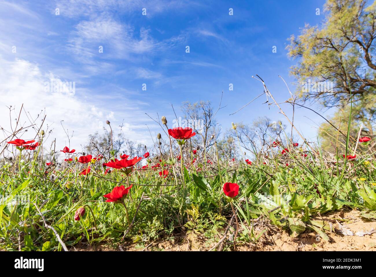 Fields of blooming red anemones on a background of trees. Israel Stock ...