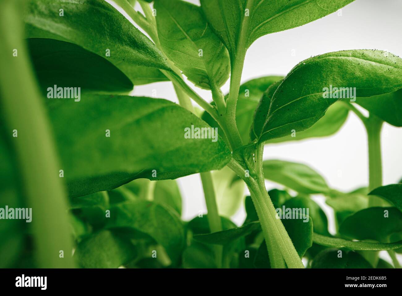 Growing leaves of micro green plant macro Stock Photo - Alamy