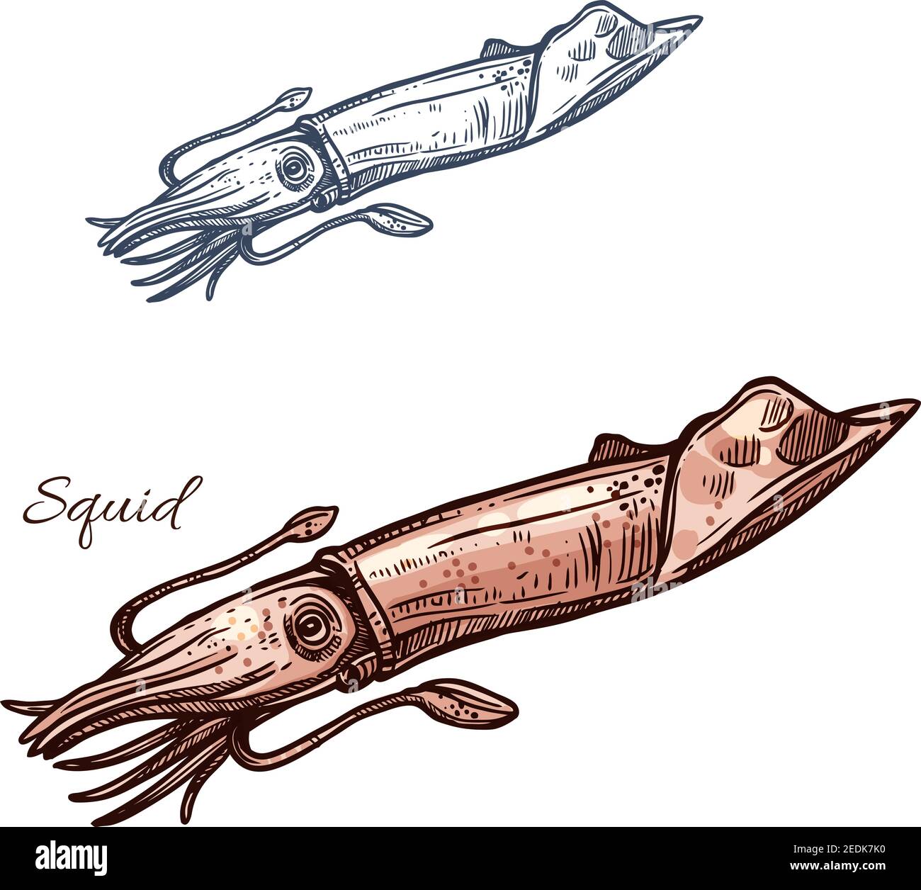 Squid sketch vector icon. Calamari or ocean cuttlefish mollusk species ...