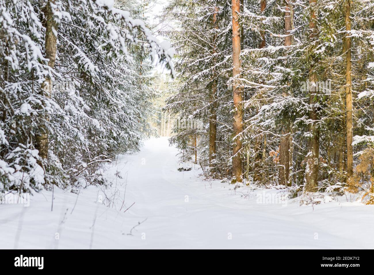 Snowy trail path in the winter coniferous forest.Cold sunny winter ...
