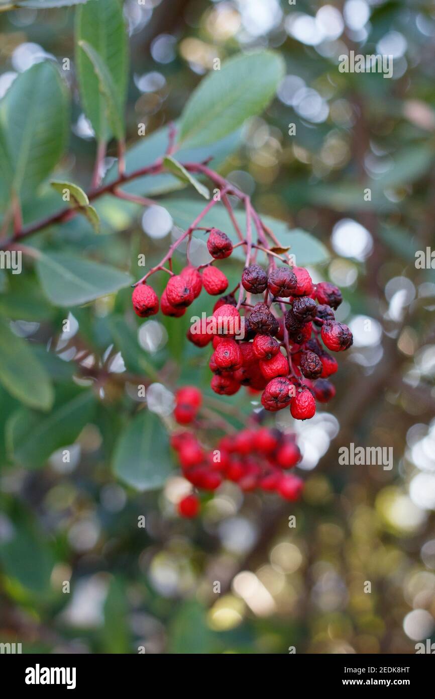 Pome fruit plants hi-res stock photography and images - Alamy