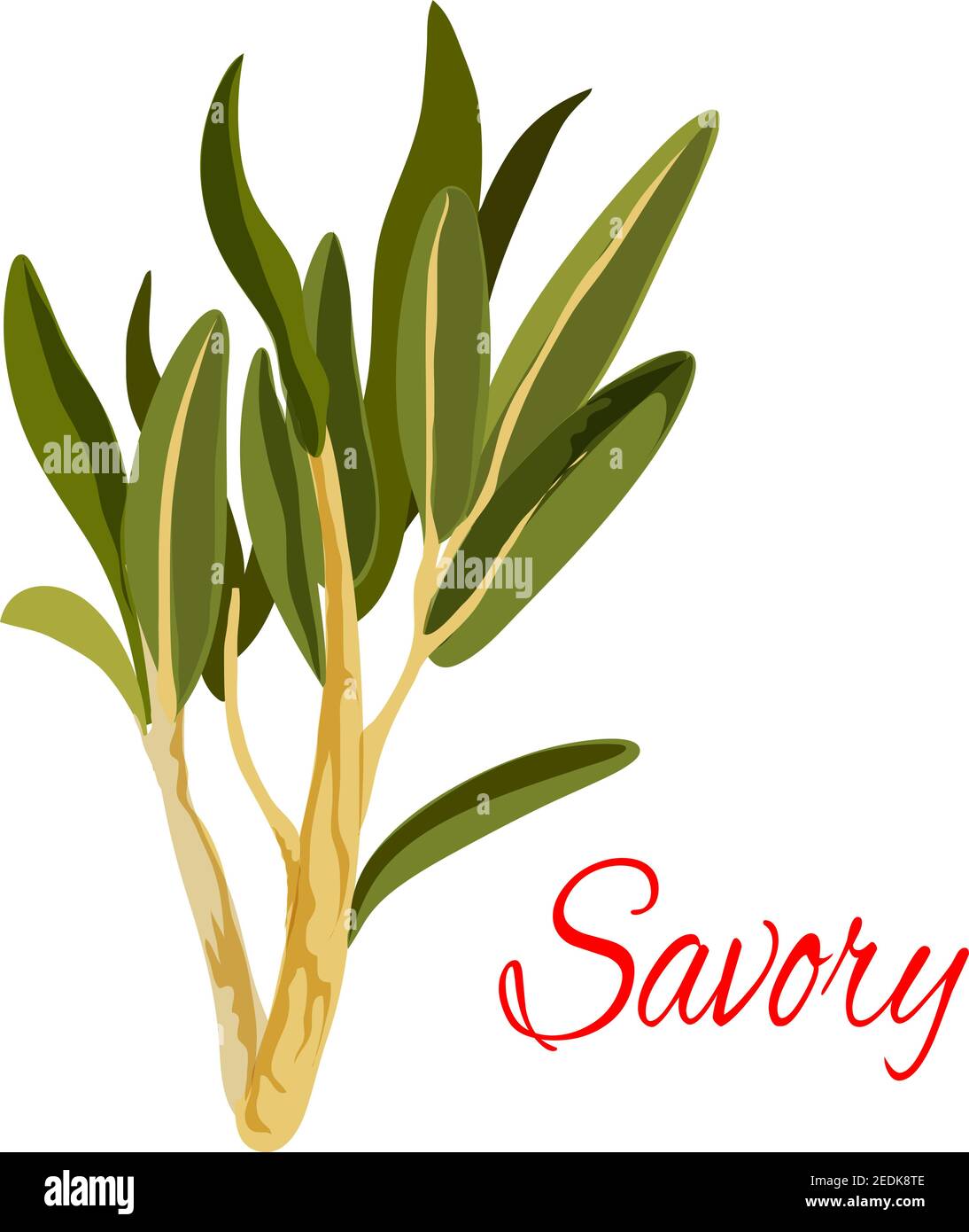 Savoury salad Stock Vector Images - Alamy