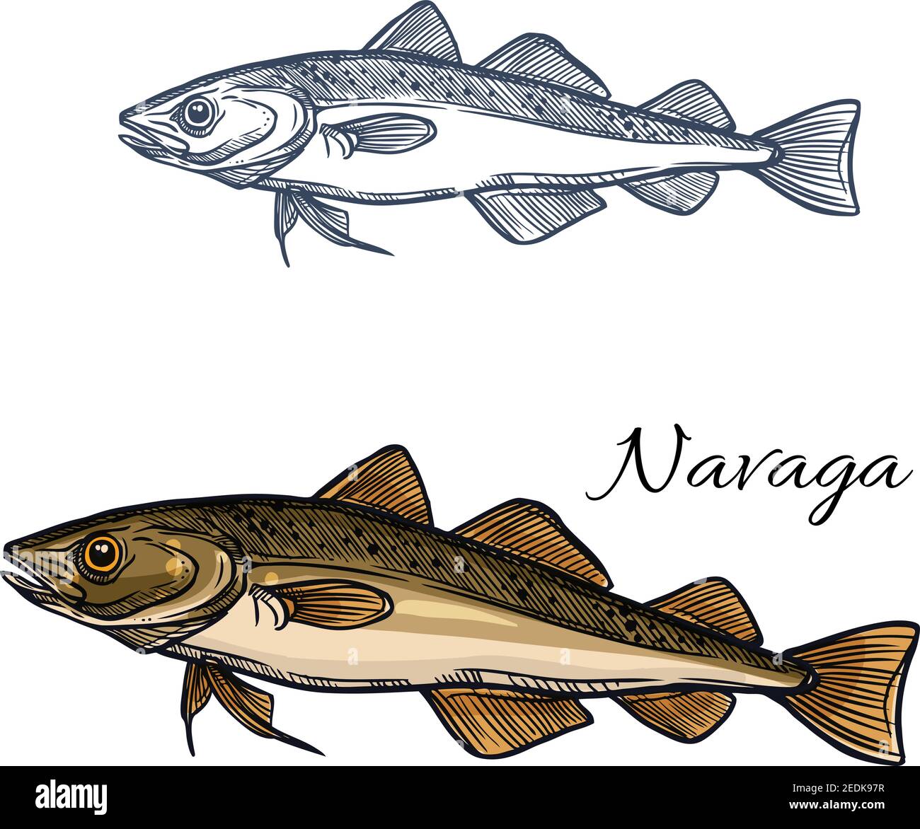 Navaga Stock Vector Images - Alamy