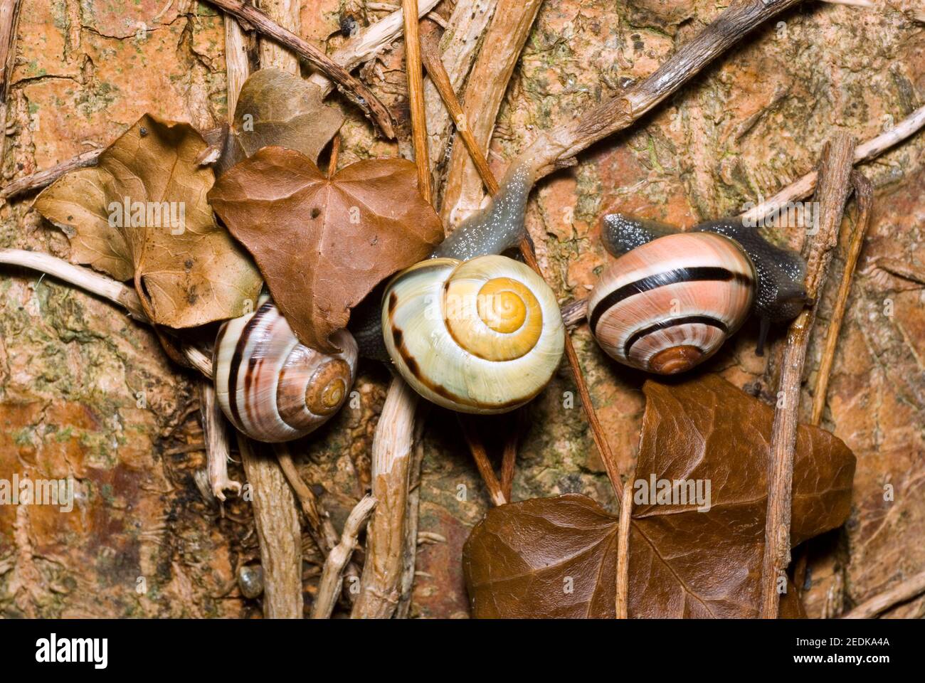 Cepea shells hi-res stock photography and images - Alamy
