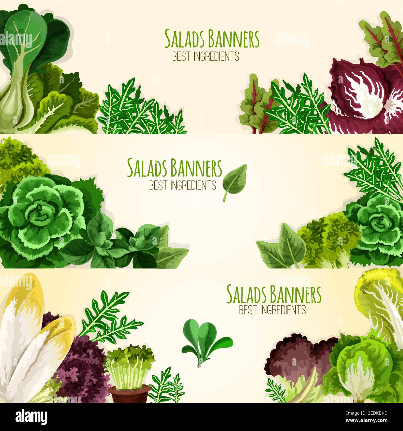 Lettuce salads and vegetables vector banners of mangold kale or collard ...