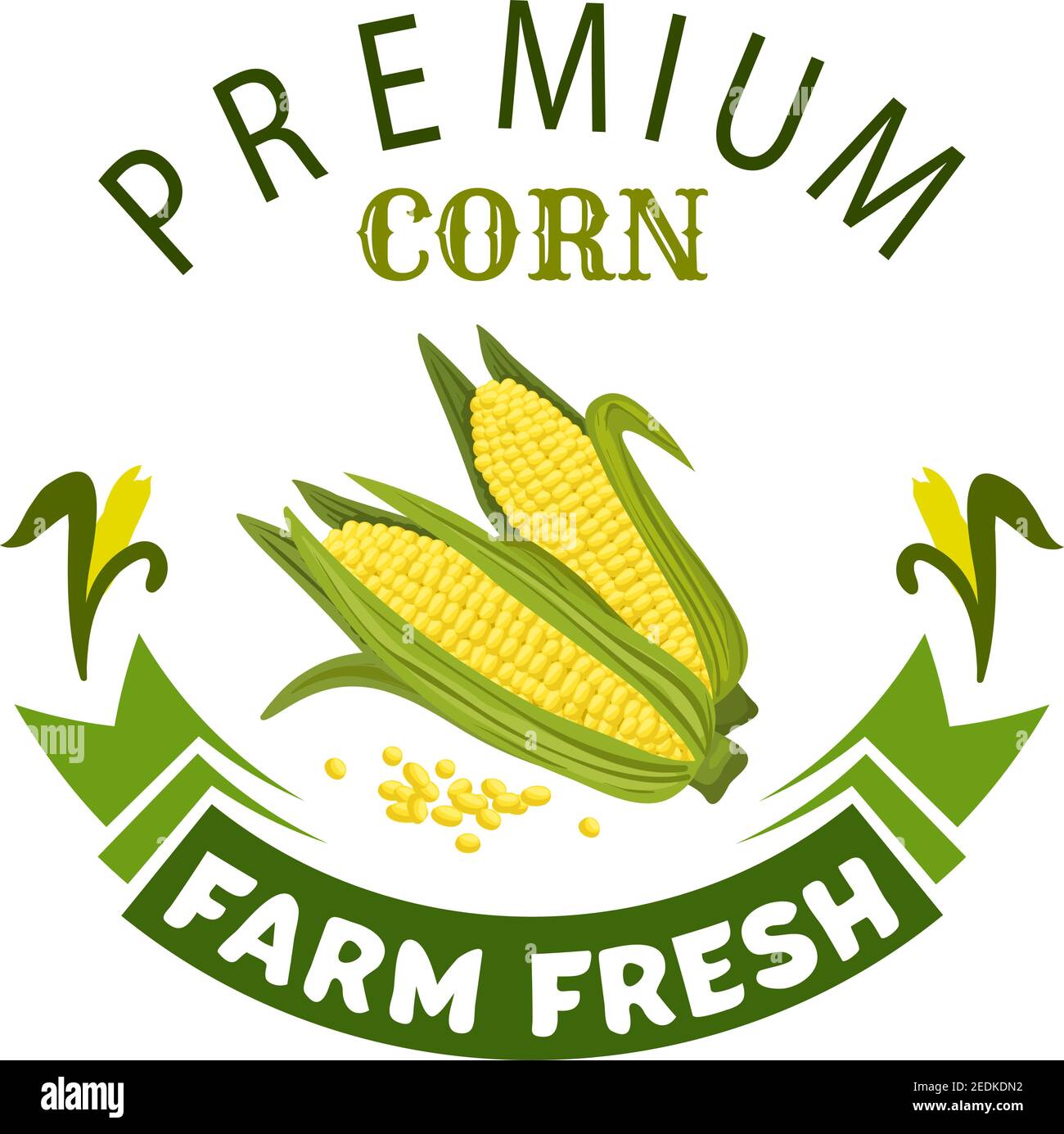 Corn vegetable icon. Vector isolated emblem of farm fresh corncob or ...