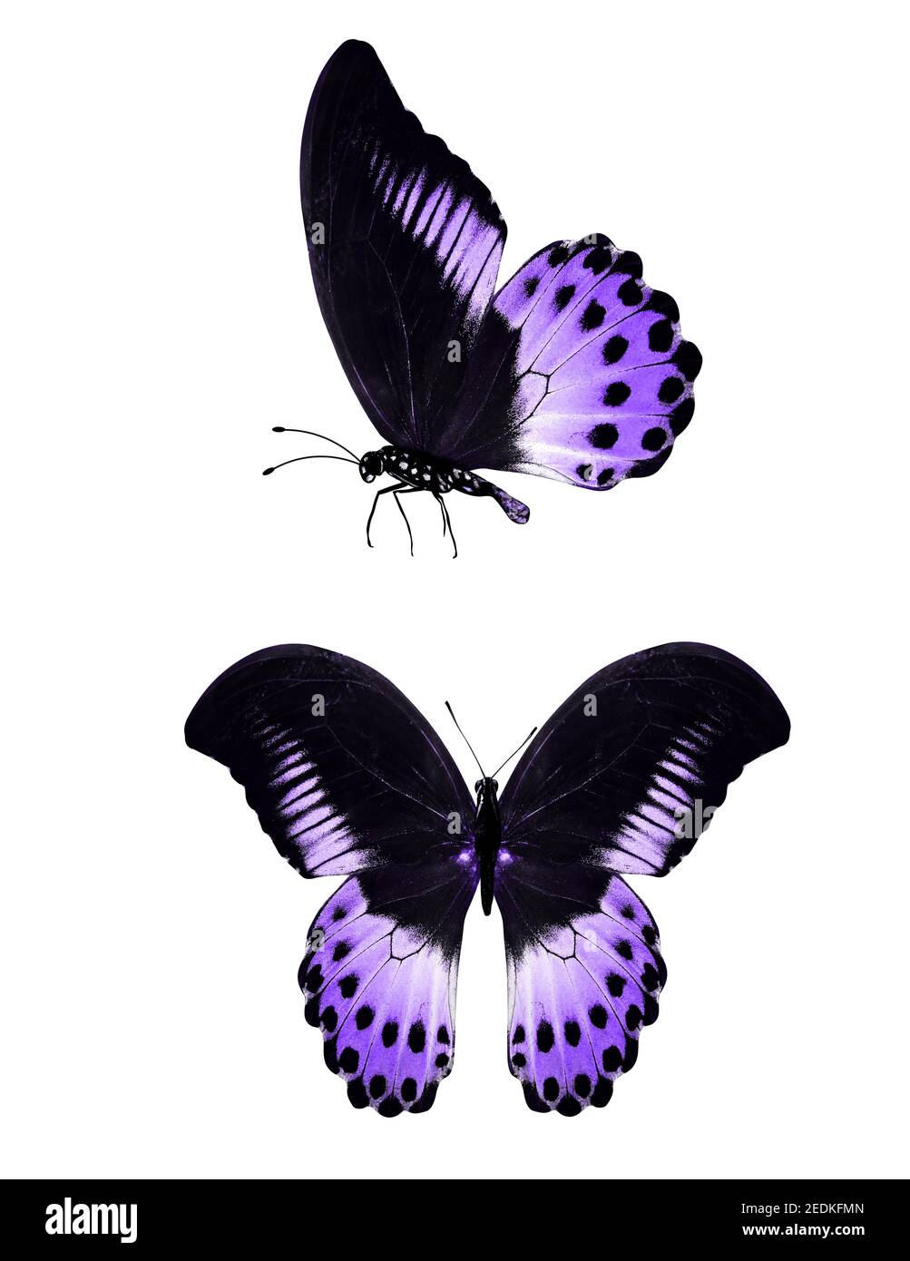 colored tropical butterfly with dots on wings in two projections ...