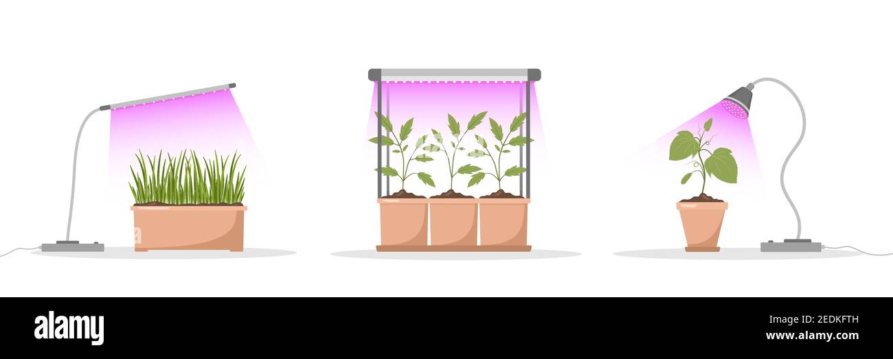 Seedlings light Stock Vector Images - Alamy