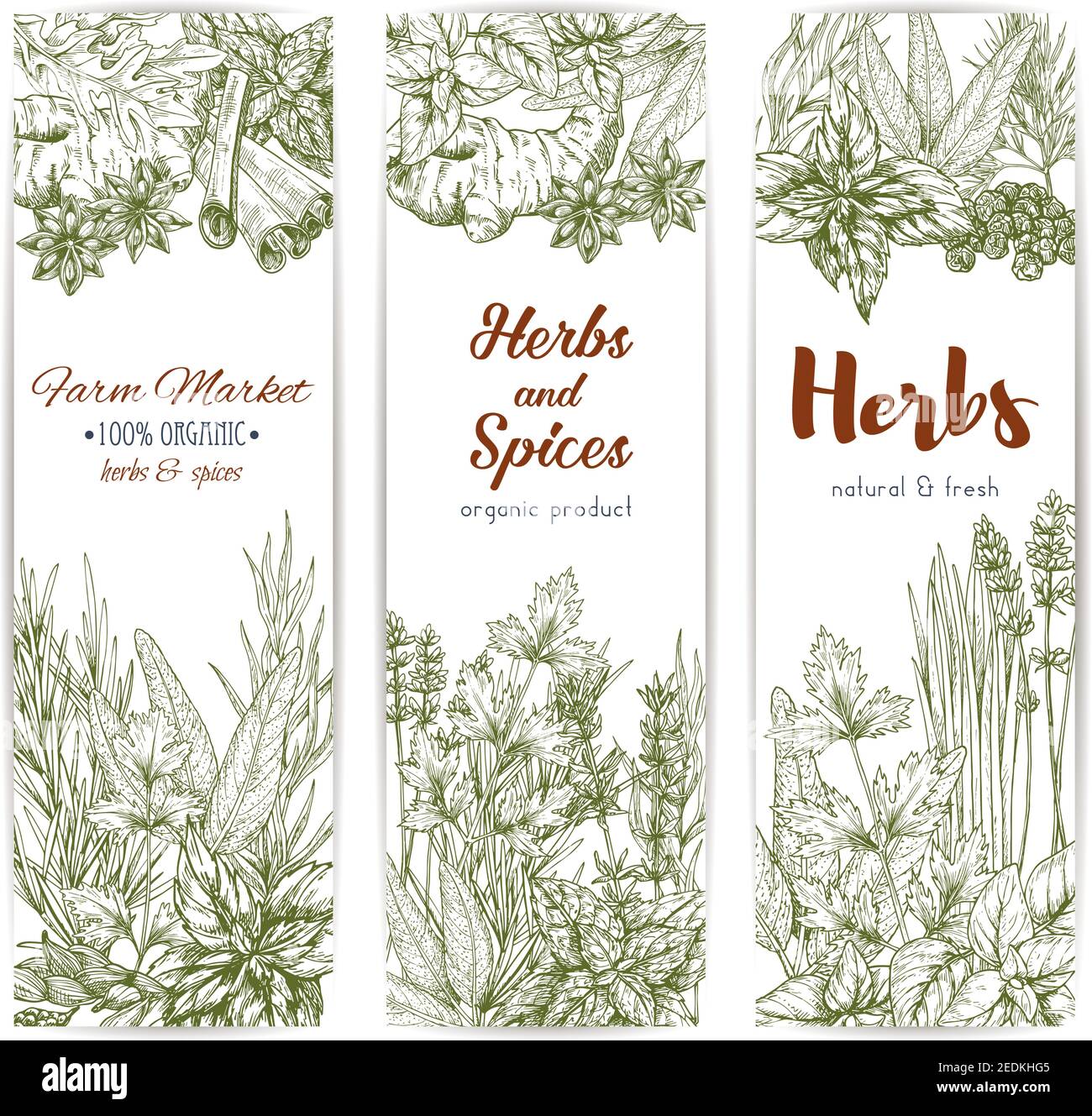 Herbs and seasonings sketch vector banners set of spice condiments ...