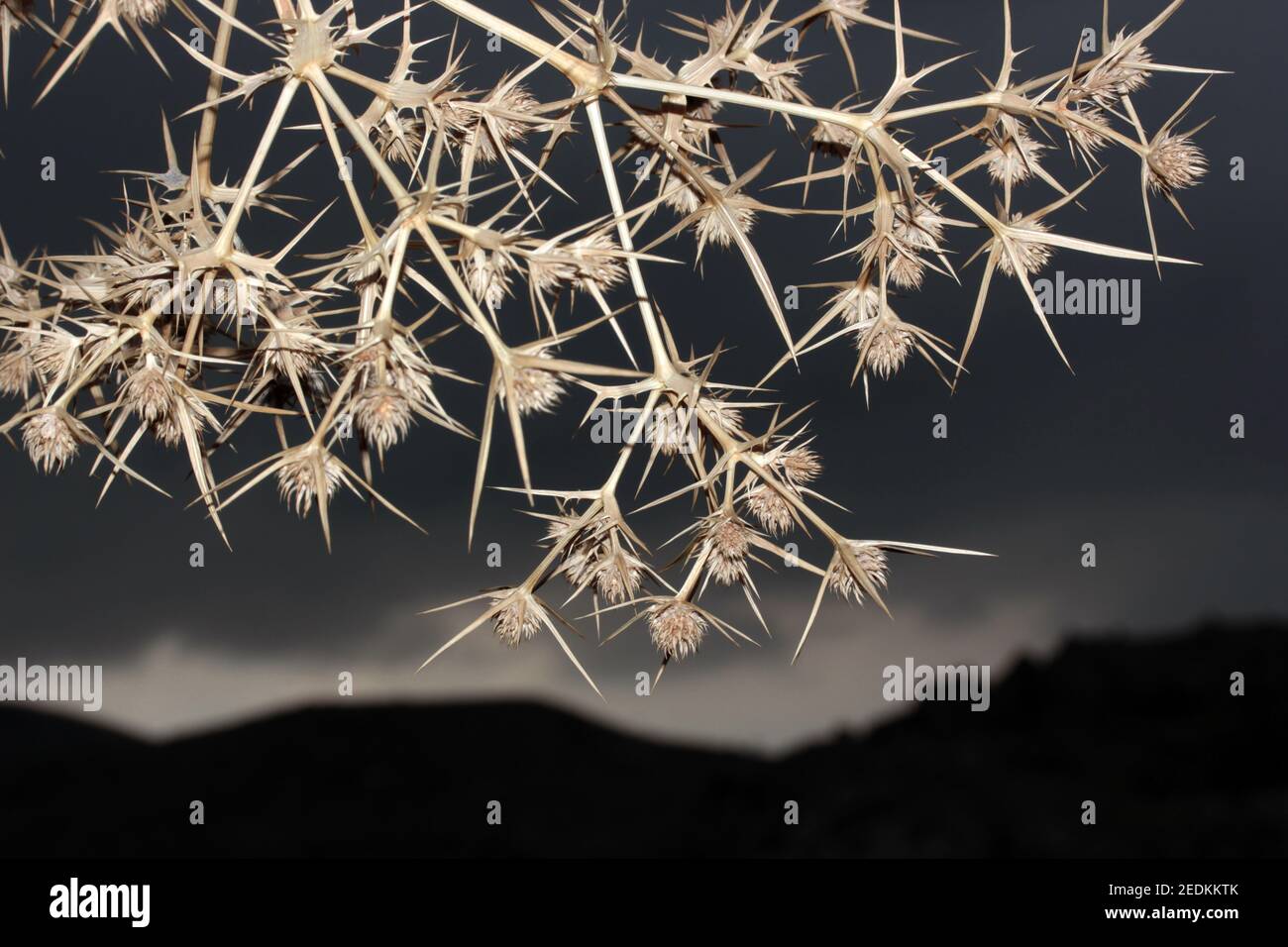 Dry thorn. Nature background texture Stock Photo - Alamy