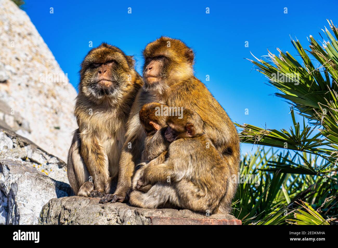 Close up of a wild macaque or Gibraltar monkey, one of the most famous ...