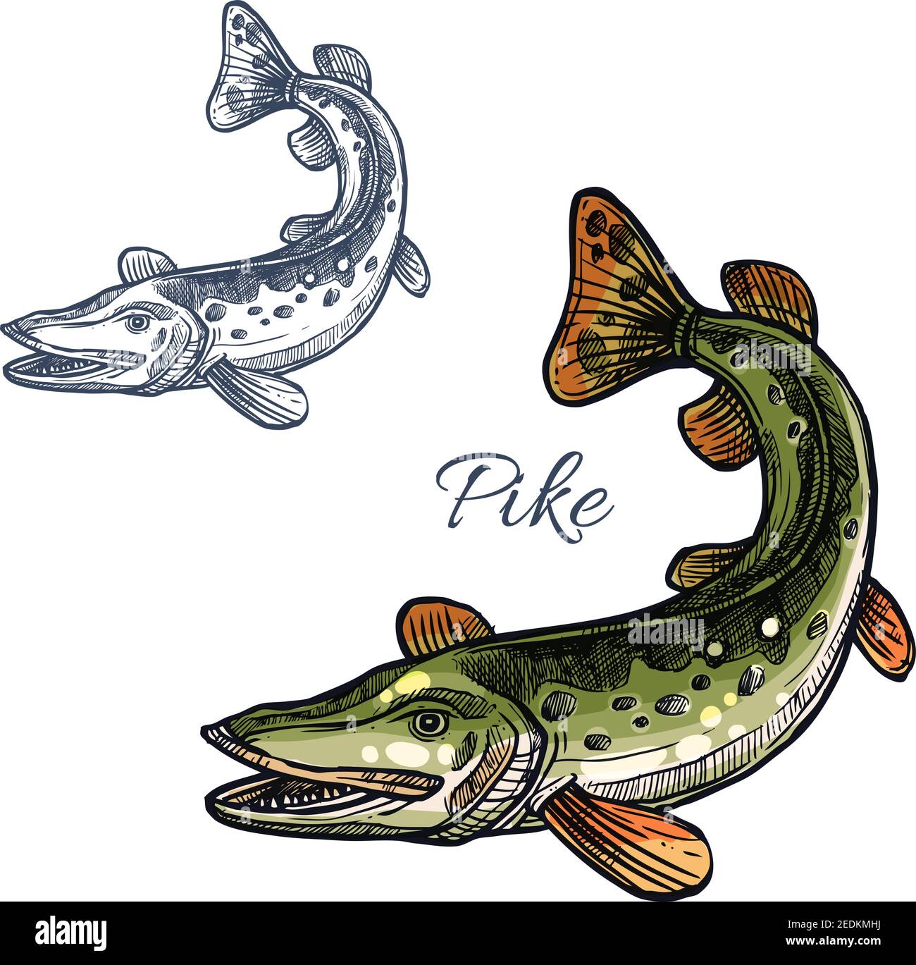 Pike Drawing