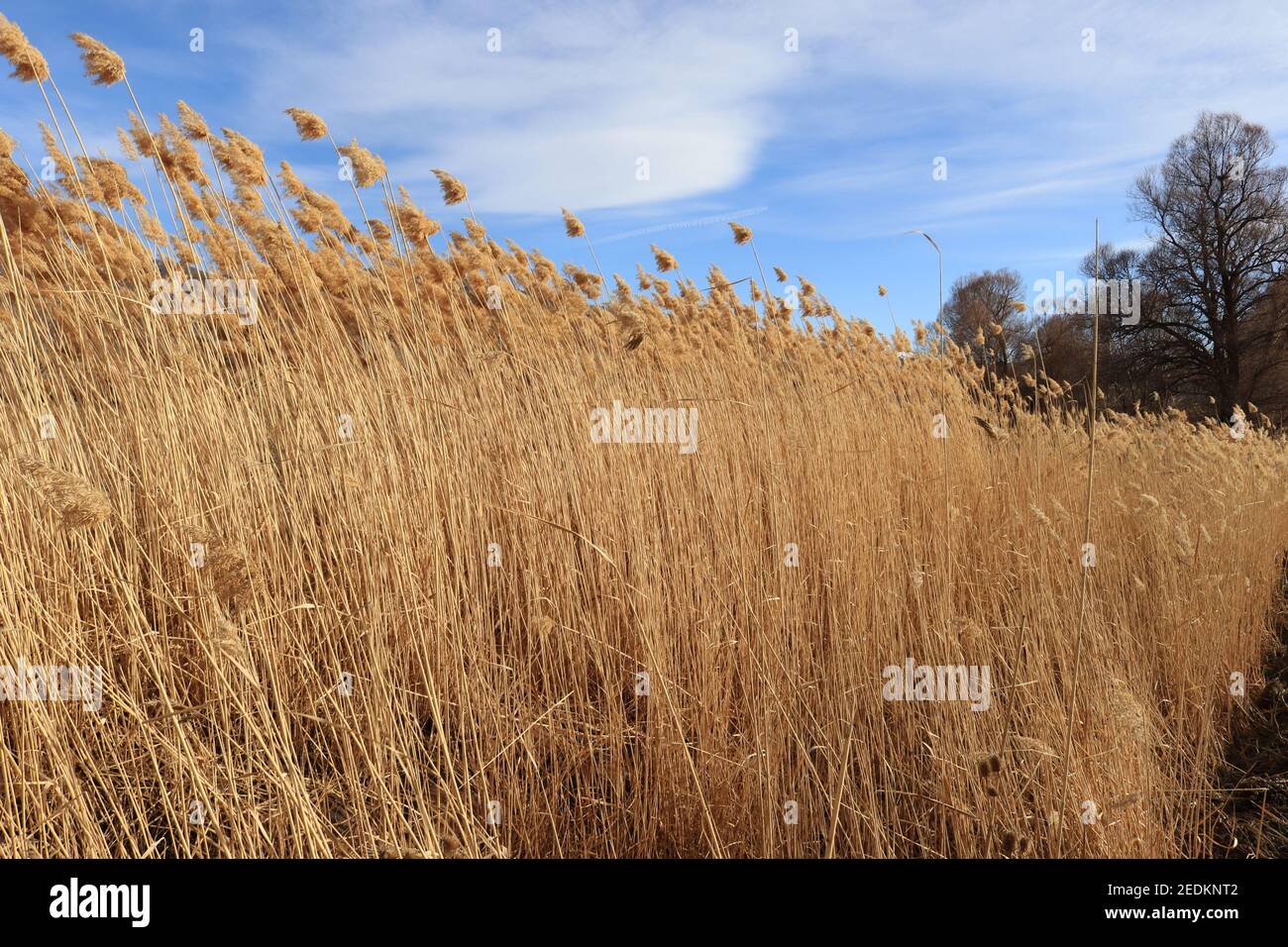 Dry fluffy reed, nature background Stock Photo - Alamy