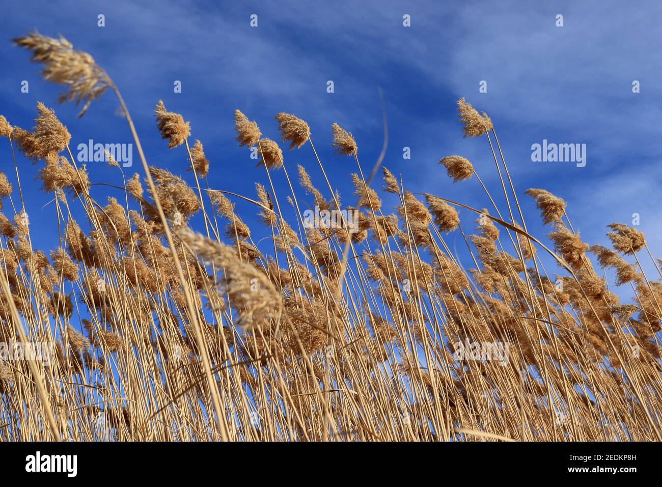 Dry fluffy reed, nature background Stock Photo - Alamy