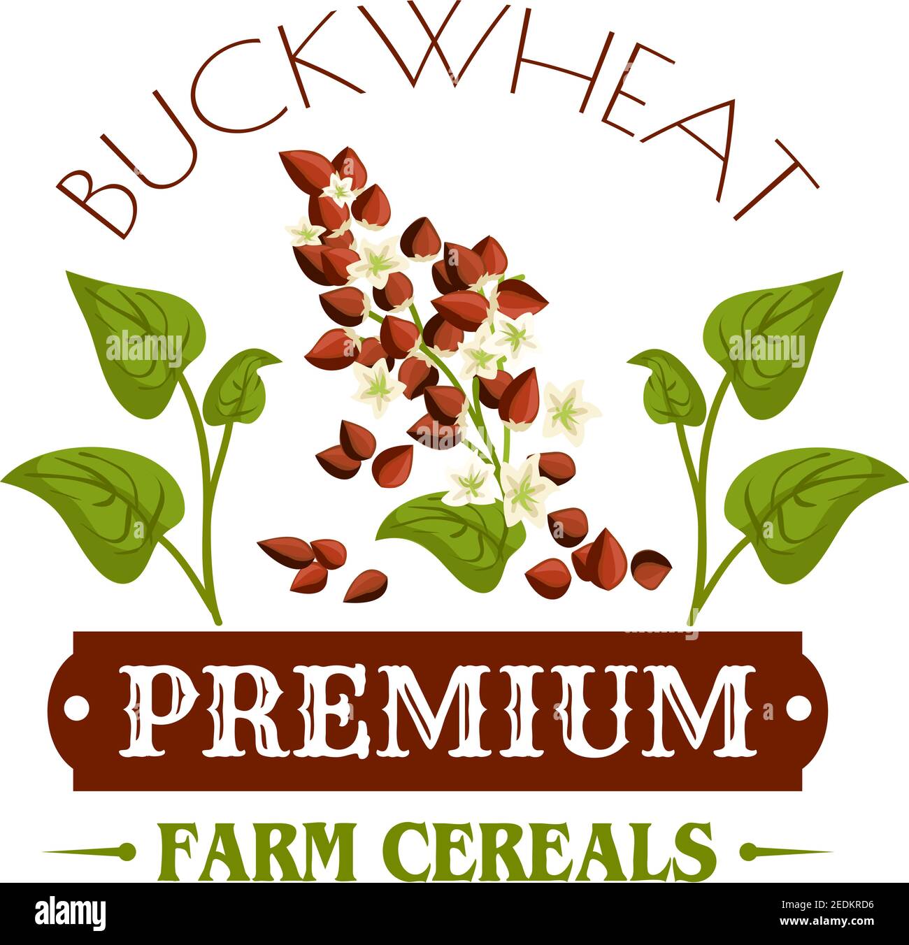 Buckwheat vector icon or poster. Cereal grass plant with grain seeds ...