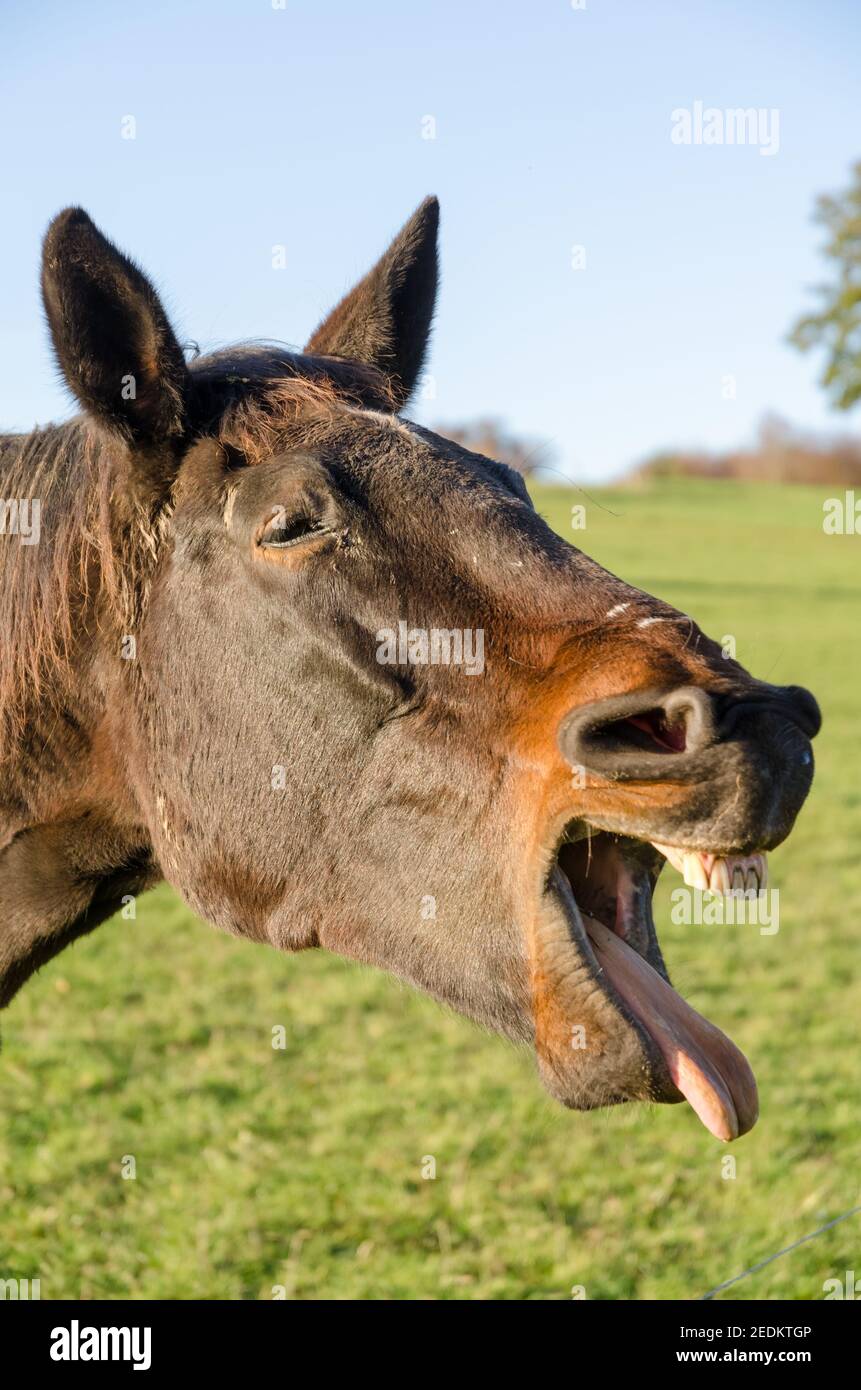 Horse showing teeth hi-res stock photography and images - Alamy