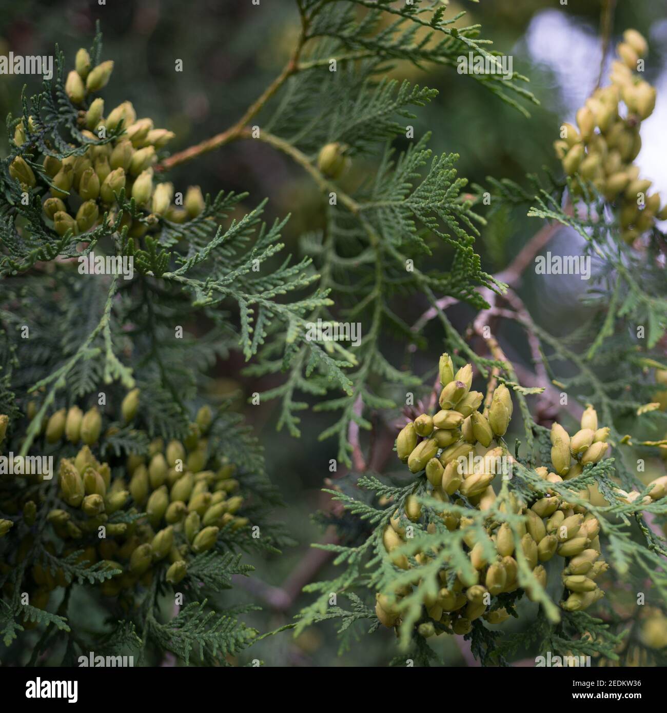 Green fruits Thuja grow on a tree Stock Photo - Alamy