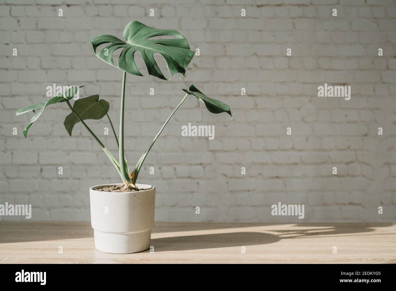Monstera plant in cement pot white bricks wall background Stock Photo ...