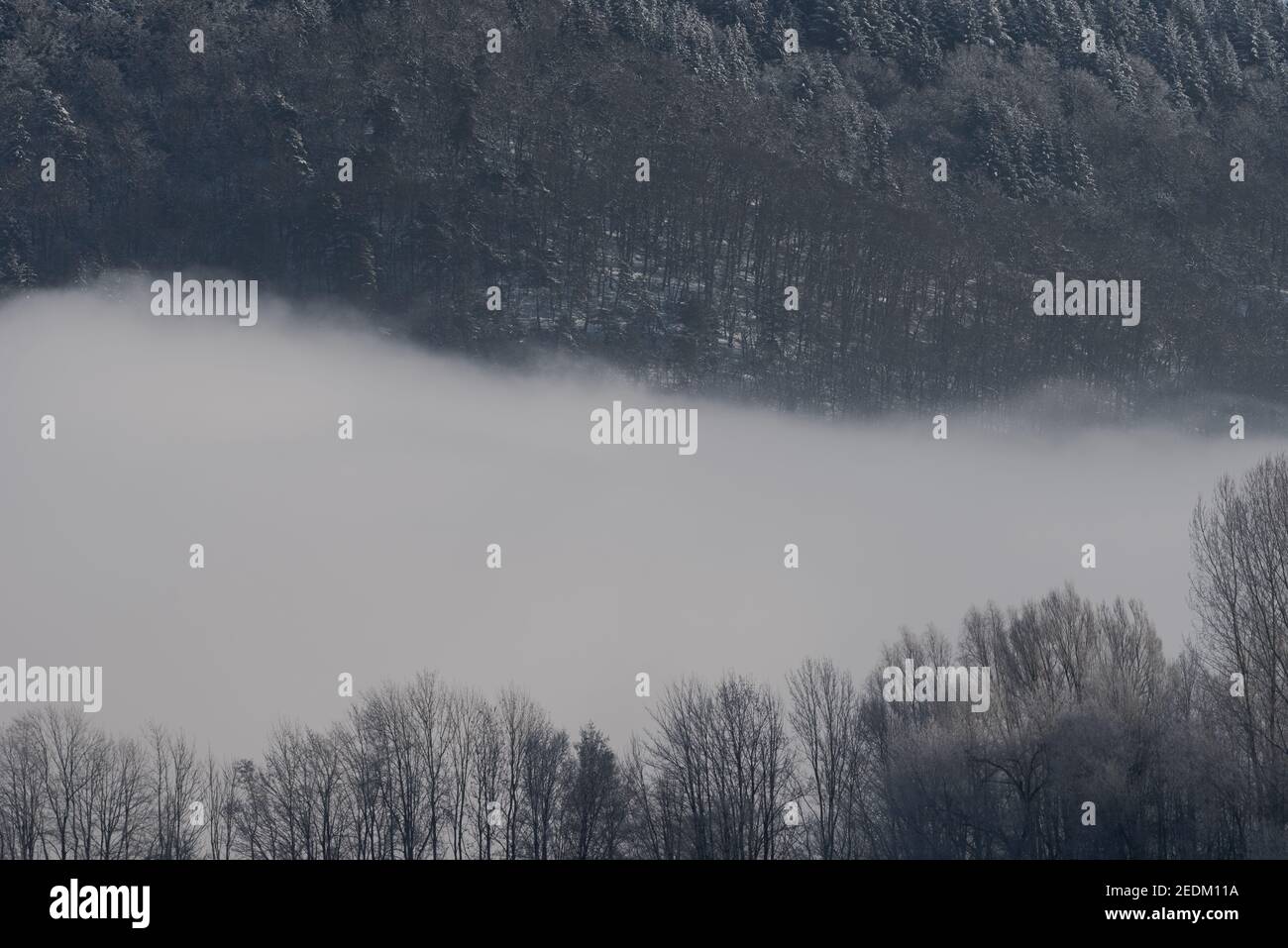 Two horizontal lines of trees in winter with thick fog in between Stock ...