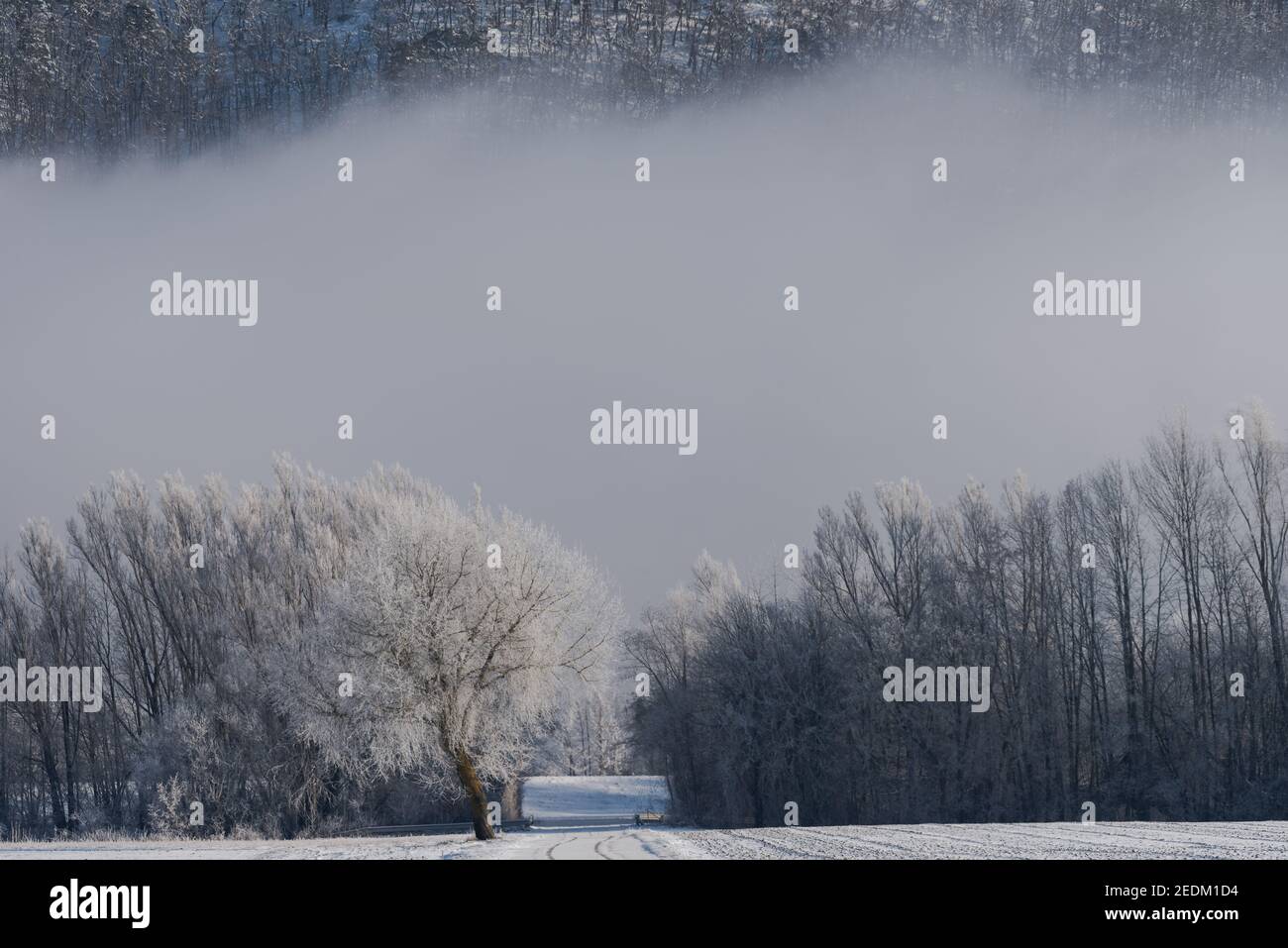 Single tree in winter with hoarfrost and snow standing before line of ...