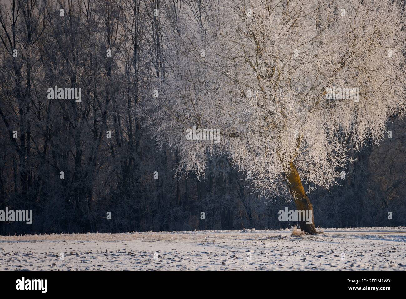 Single tree in winter with hoarfrost and snow standing before line of ...