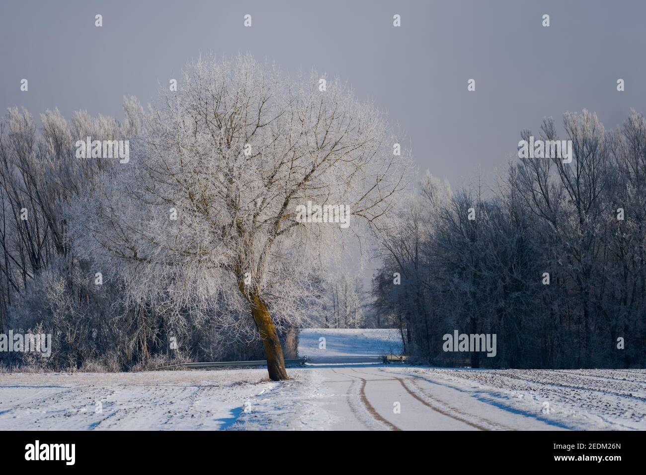 Single tree in winter with hoarfrost and snow standing before line of ...