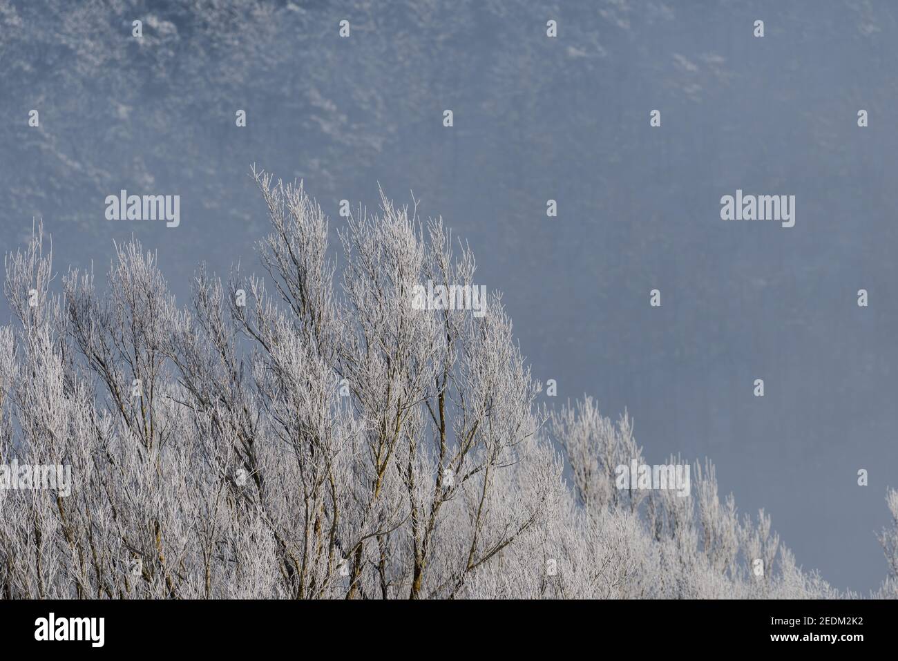 Branches of tree top with hoarfrost and rime with trees and thick fog ...