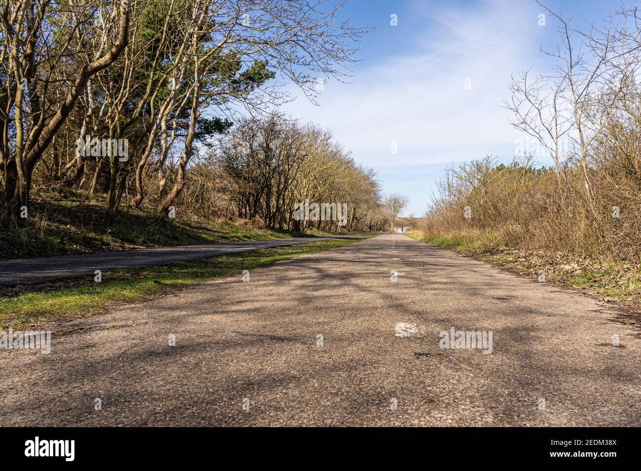 Cycle path in North Holland from a low angle view with trees under a ...