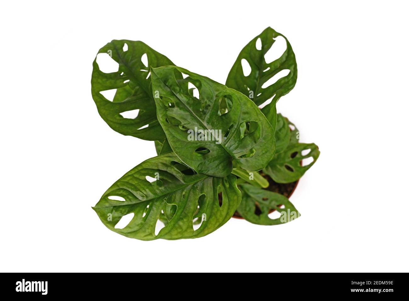 Top view of tropical 'Monstera Adansonii' houseplant with leaves with ...