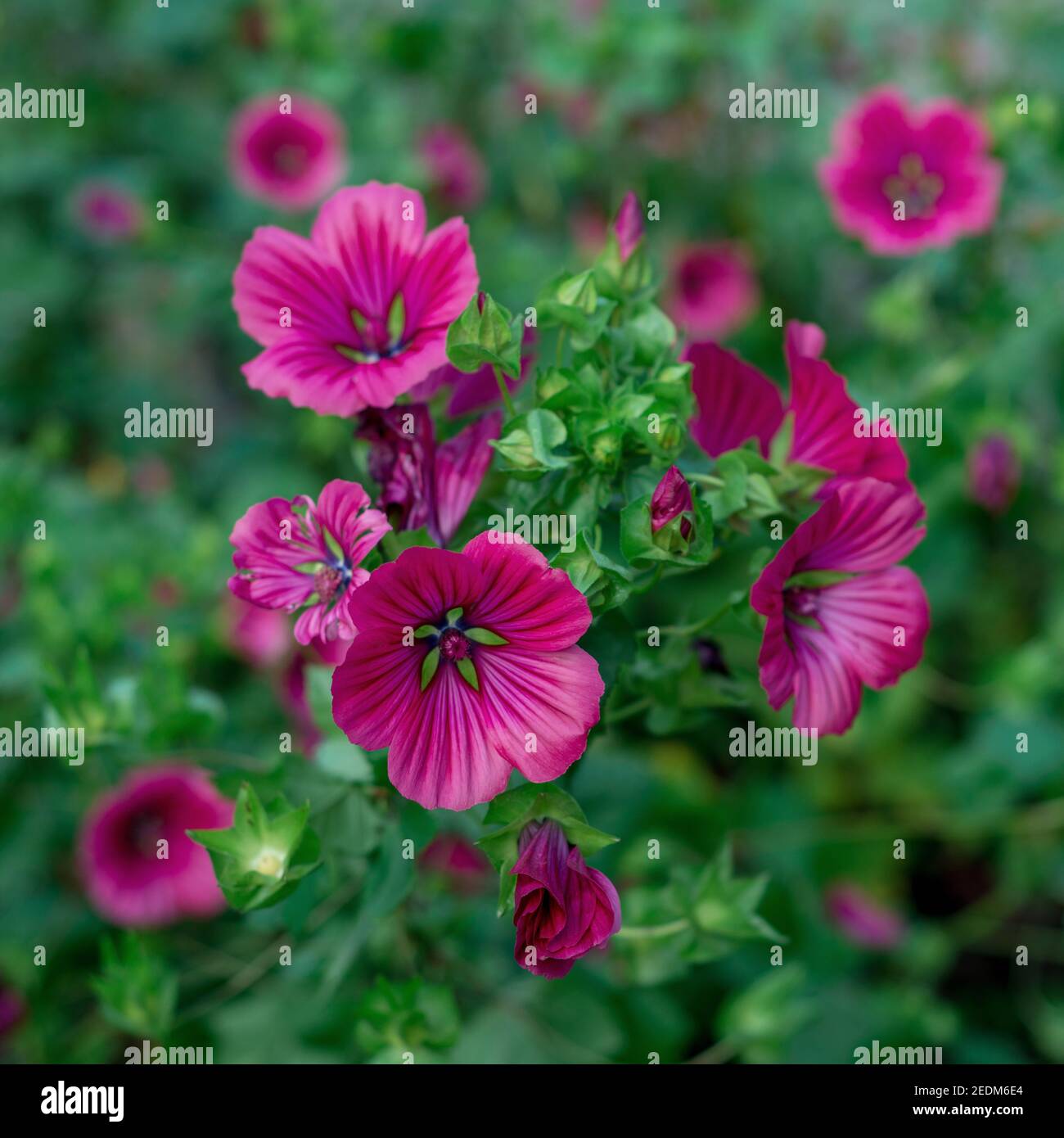 Clarkia amoena flowers hi-res stock photography and images - Alamy
