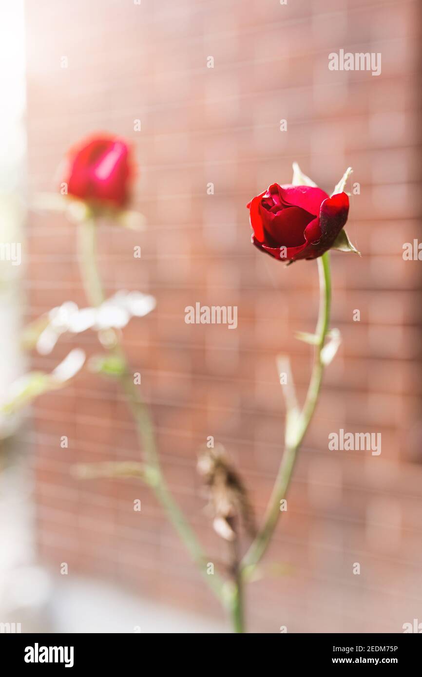 Garden roses against the wall of the house - amateur floriculture in ...
