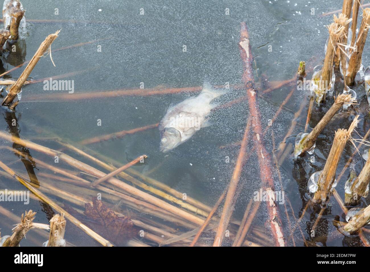 Carp on the surface of the water hi-res stock photography and images ...