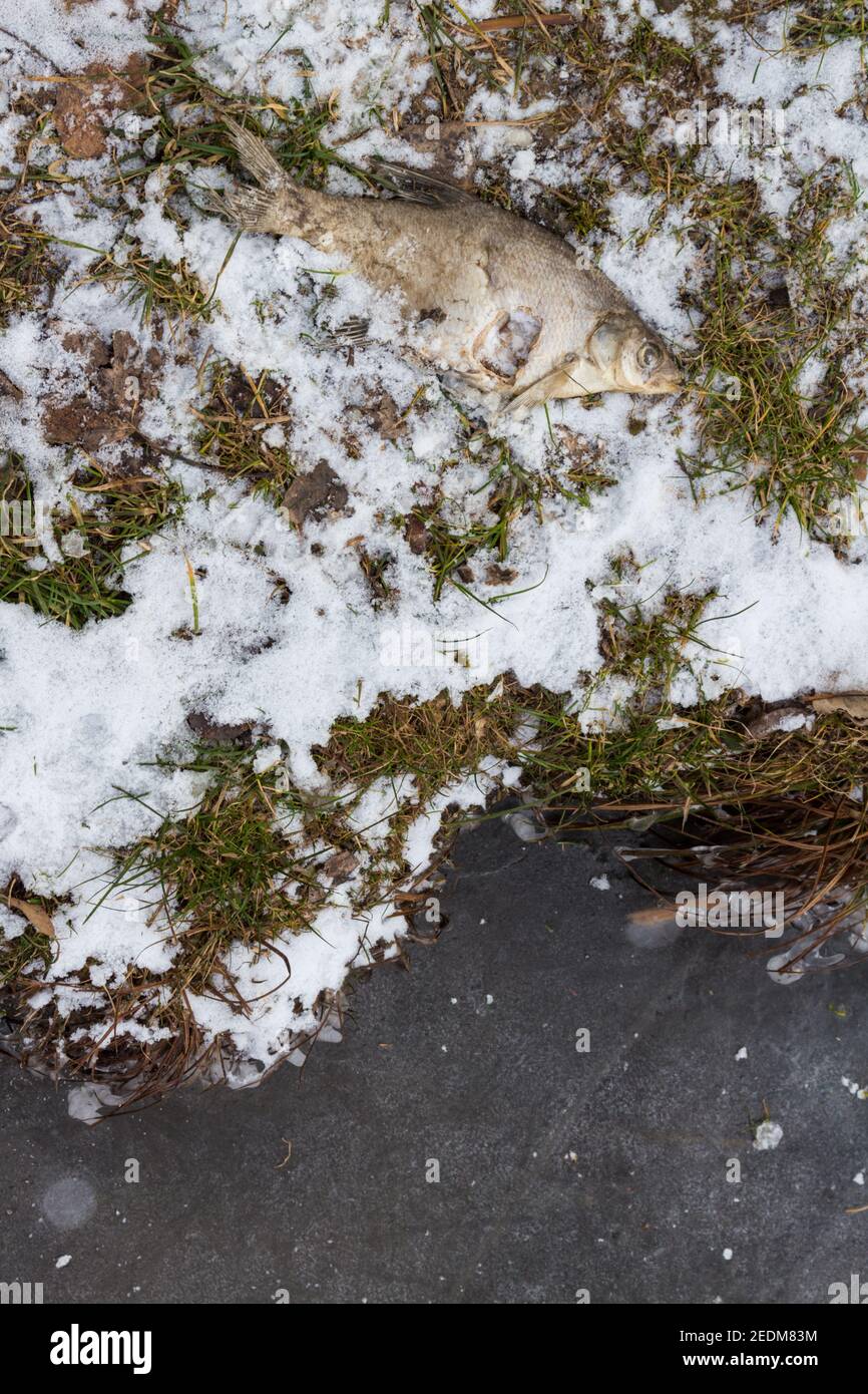 Stranded fish hi-res stock photography and images - Alamy