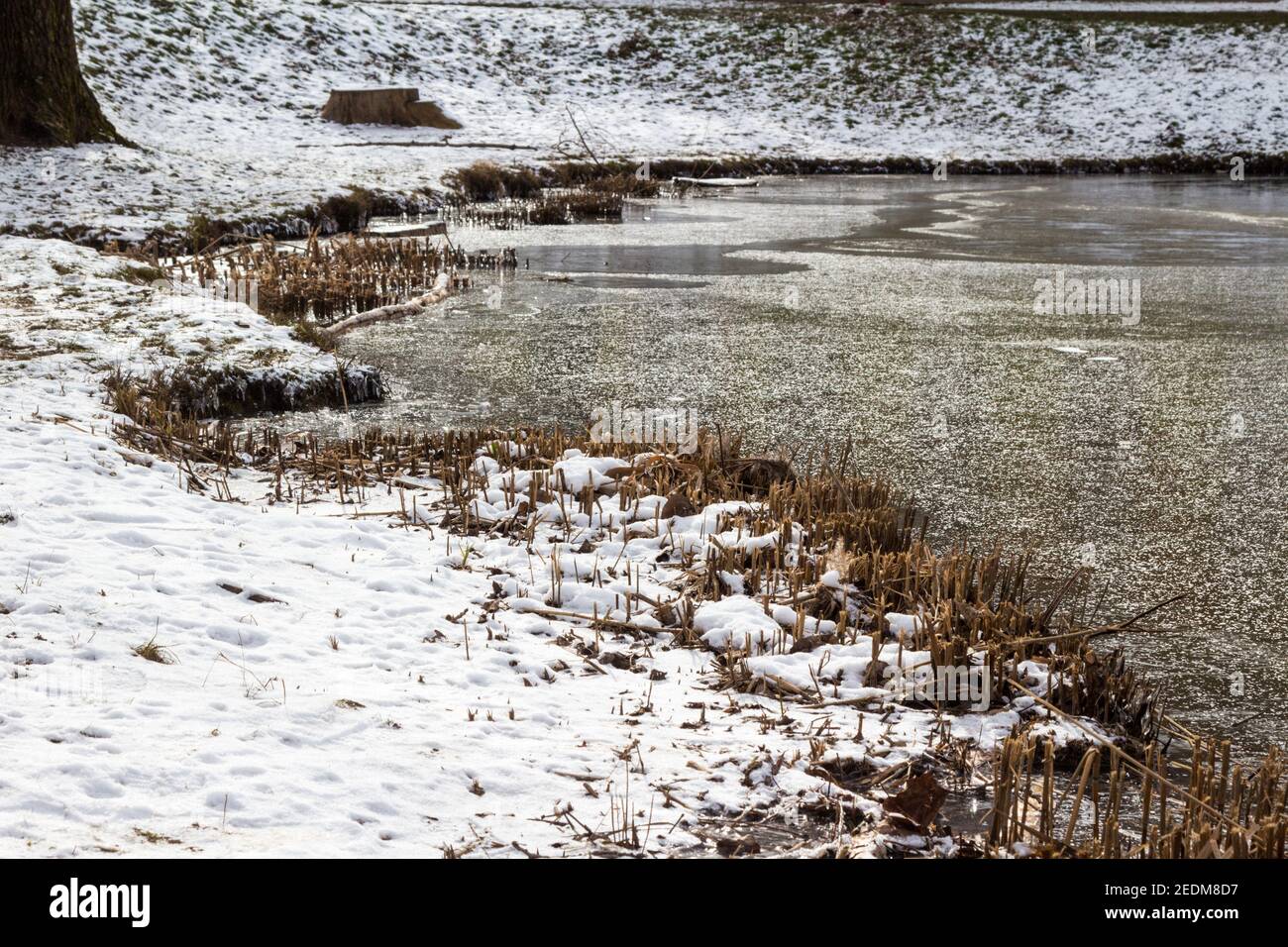 Lakeside with cut reeds and snow in winter, Ivolya-to, Sopron, Hungary ...