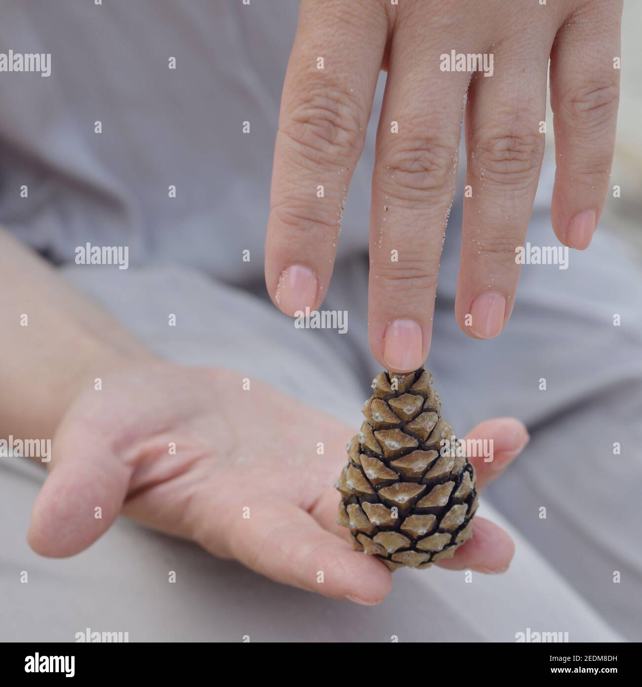 Female hands hold a triangular-shaped pine cone Stock Photo - Alamy