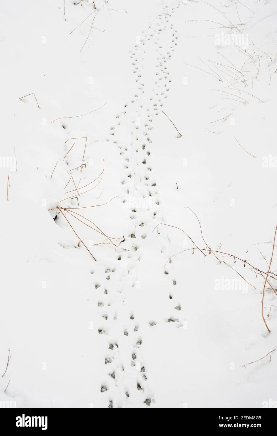 Bird tracks in the snow in nature Stock Photo - Alamy