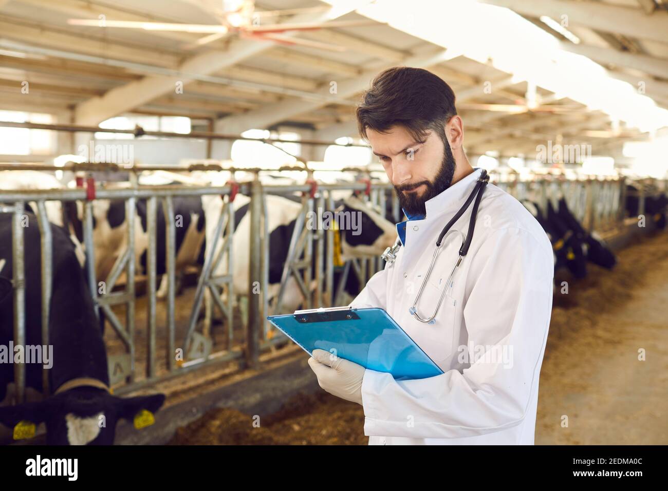 Farmer or veterinarian making notes during checking cows in stall on ...