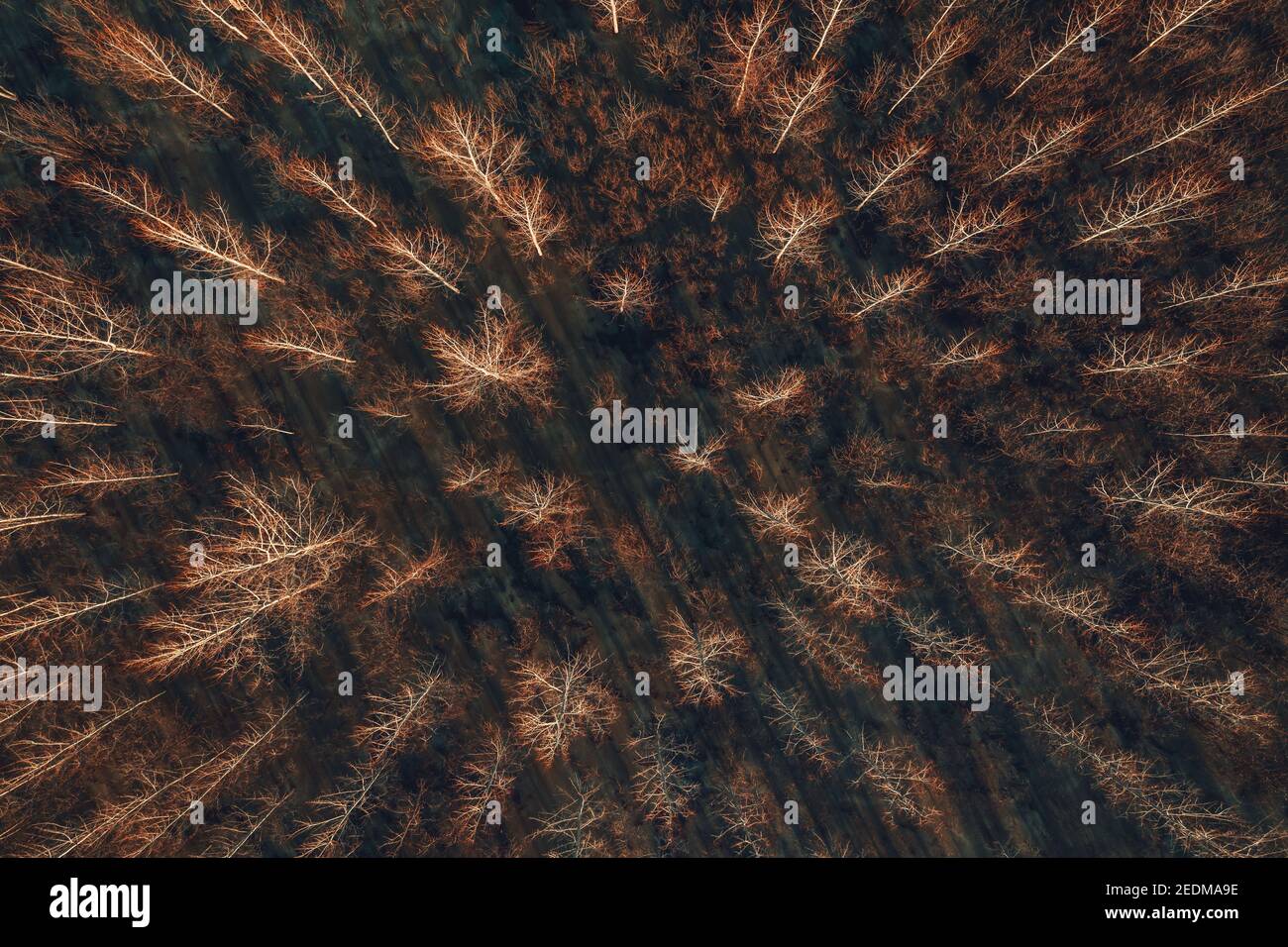 Tree top view of forest ground hi-res stock photography and images - Alamy
